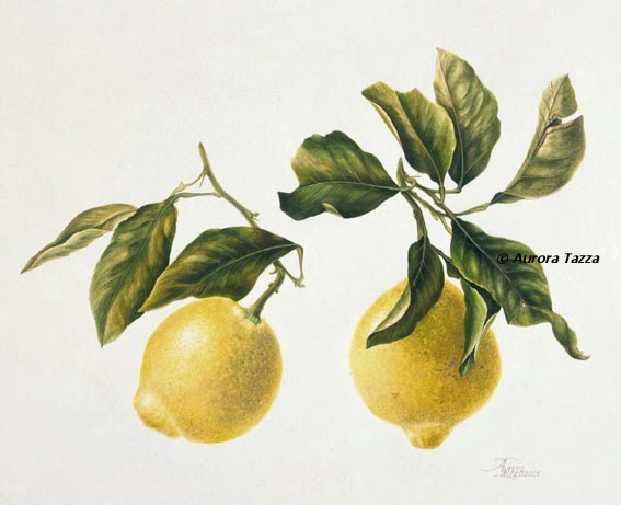 Fra Limoni, Cedri e Aranci